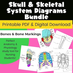 BUNDLE Skull and Skeletal System Anatomy PDF Printable Worksheet, Intro ...