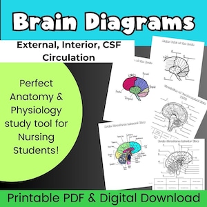 Brain Anatomy PDF Printable Worksheet, Intro to Anatomy Printable PDF ...