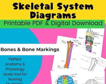 BUNDLE Skull and Skeletal System Anatomy PDF Printable Worksheet, Intro ...