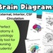 Brain Anatomy PDF Printable Worksheet, Intro to Anatomy Printable PDF ...