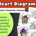 Heart Anatomy PDF Printable Worksheet, Intro to Anatomy Printable PDF ...