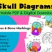 Skull Anatomy PDF Printable Worksheet, Intro to Anatomy Printable PDF ...