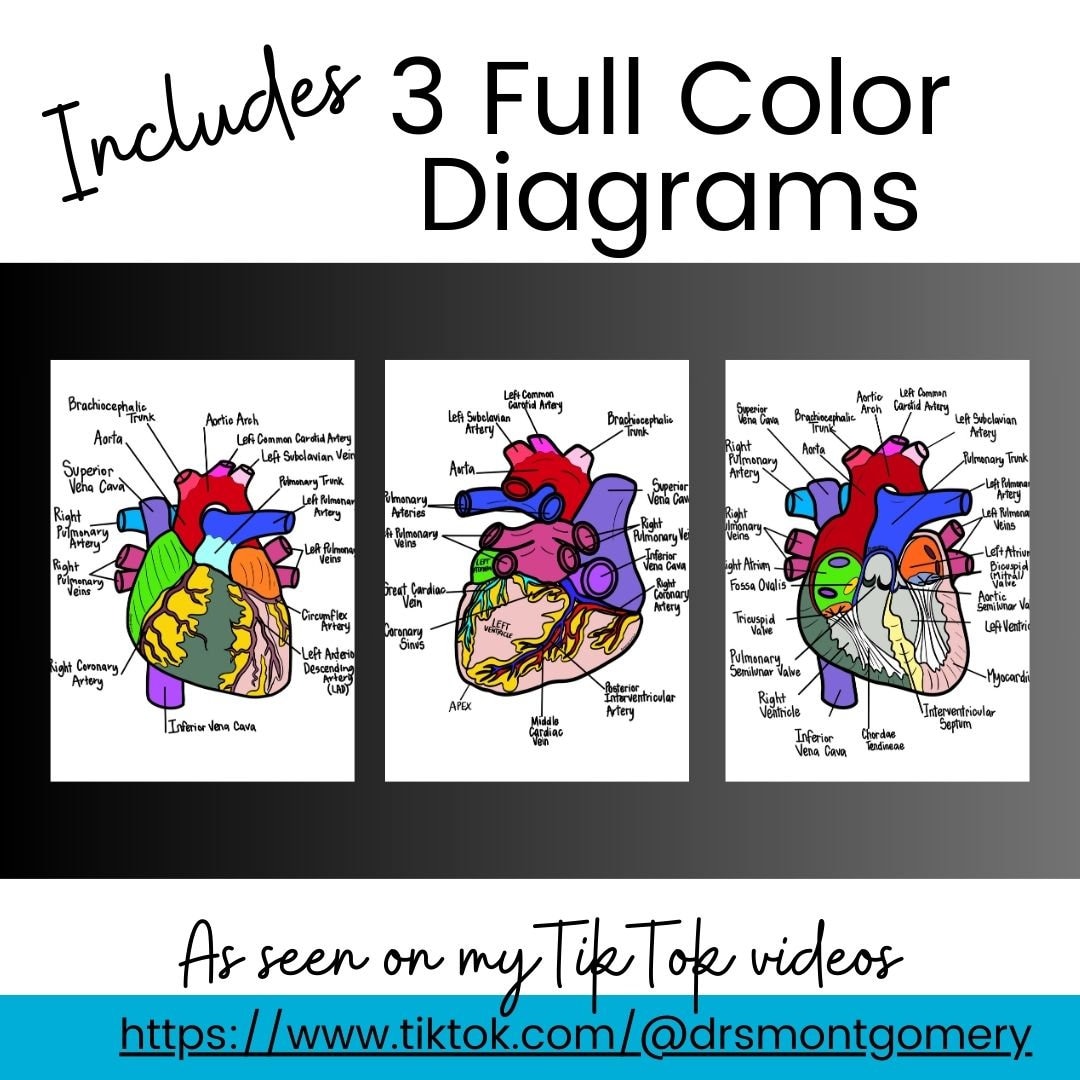 Heart Anatomy PDF Printable Worksheet, Intro to Anatomy Printable PDF ...