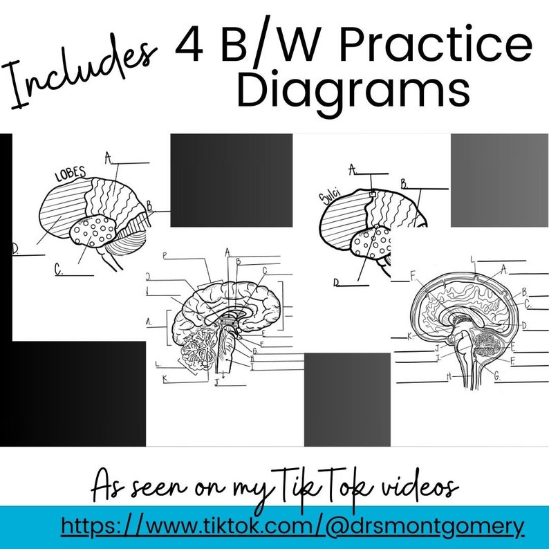 Brain Anatomy PDF Printable Worksheet, Intro to Anatomy Printable PDF ...