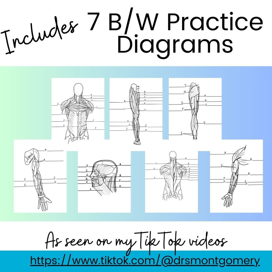 Muscle Anatomy PDF Printable Worksheet, Intro to Anatomy Printable PDF ...