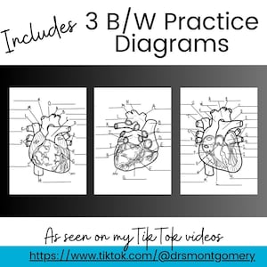 Heart Anatomy PDF Printable Worksheet, Intro to Anatomy Printable PDF ...