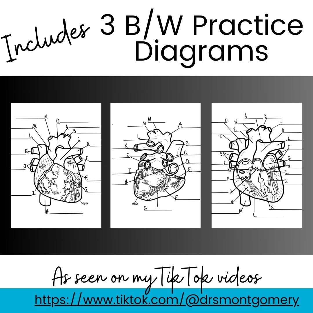 Heart Anatomy PDF Printable Worksheet, Intro to Anatomy Printable PDF ...