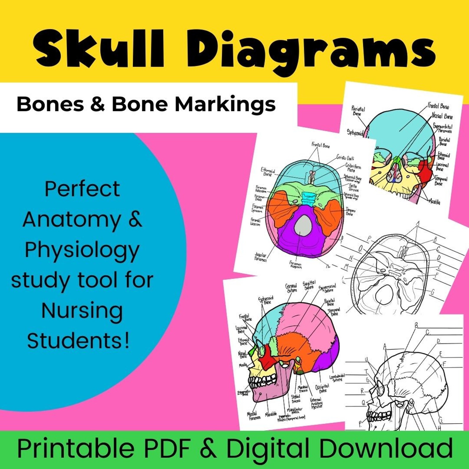 Skull Anatomy PDF Printable Worksheet, Intro to Anatomy Printable PDF ...