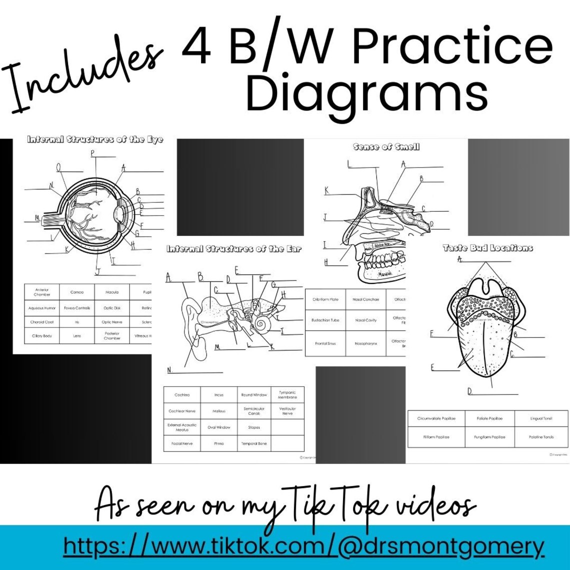 The Senses- Eye, Ear, Smell, & Taste Anatomy PDF Printable Worksheet ...