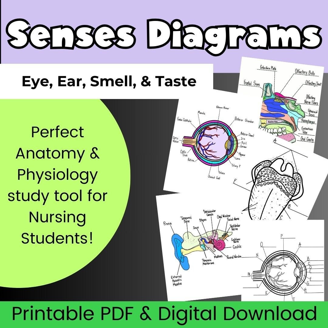 The Senses- Eye, Ear, Smell, & Taste Anatomy PDF Printable Worksheet ...