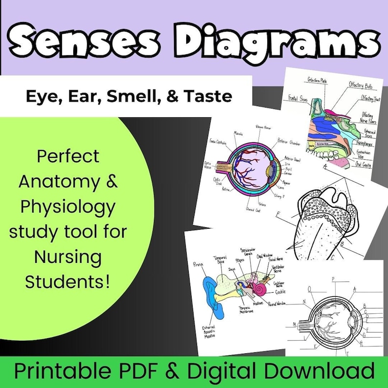 The Senses- Eye, Ear, Smell, & Taste Anatomy PDF Printable Worksheet ...