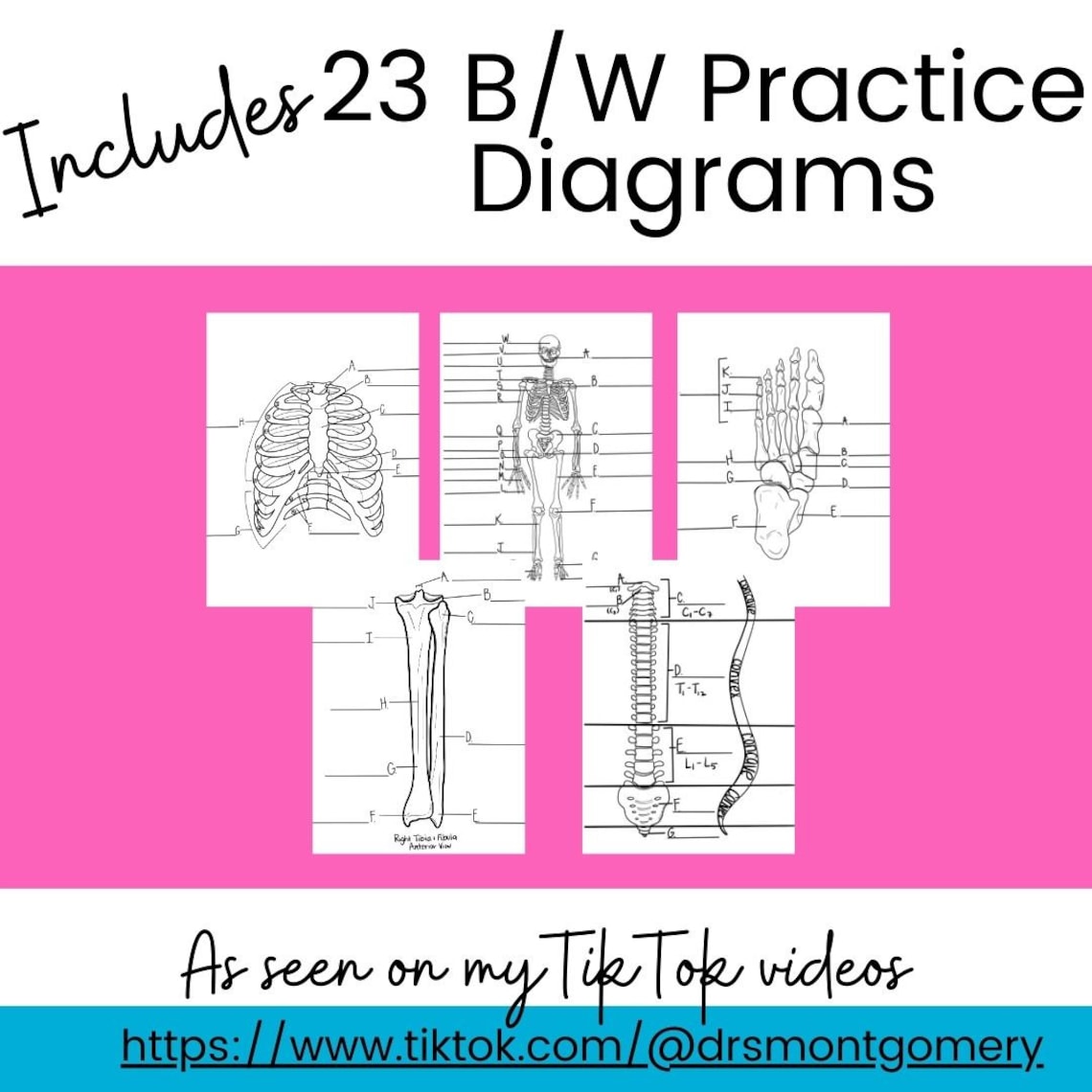 Skeletal System Anatomy PDF Printable Worksheet, Intro to Anatomy ...