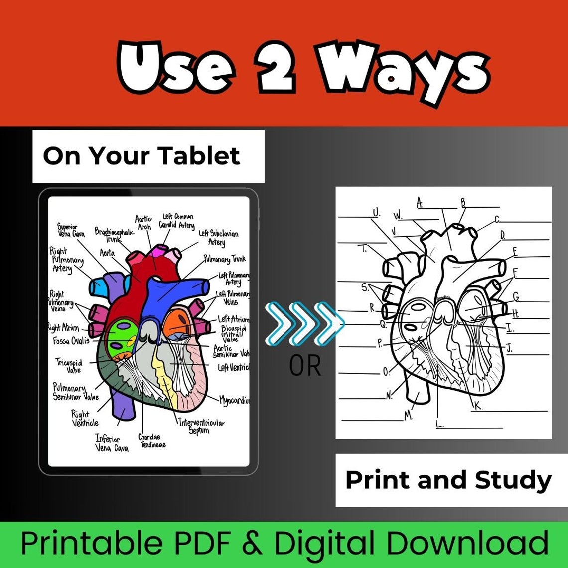 Heart Anatomy PDF Printable Worksheet, Intro to Anatomy Printable PDF ...
