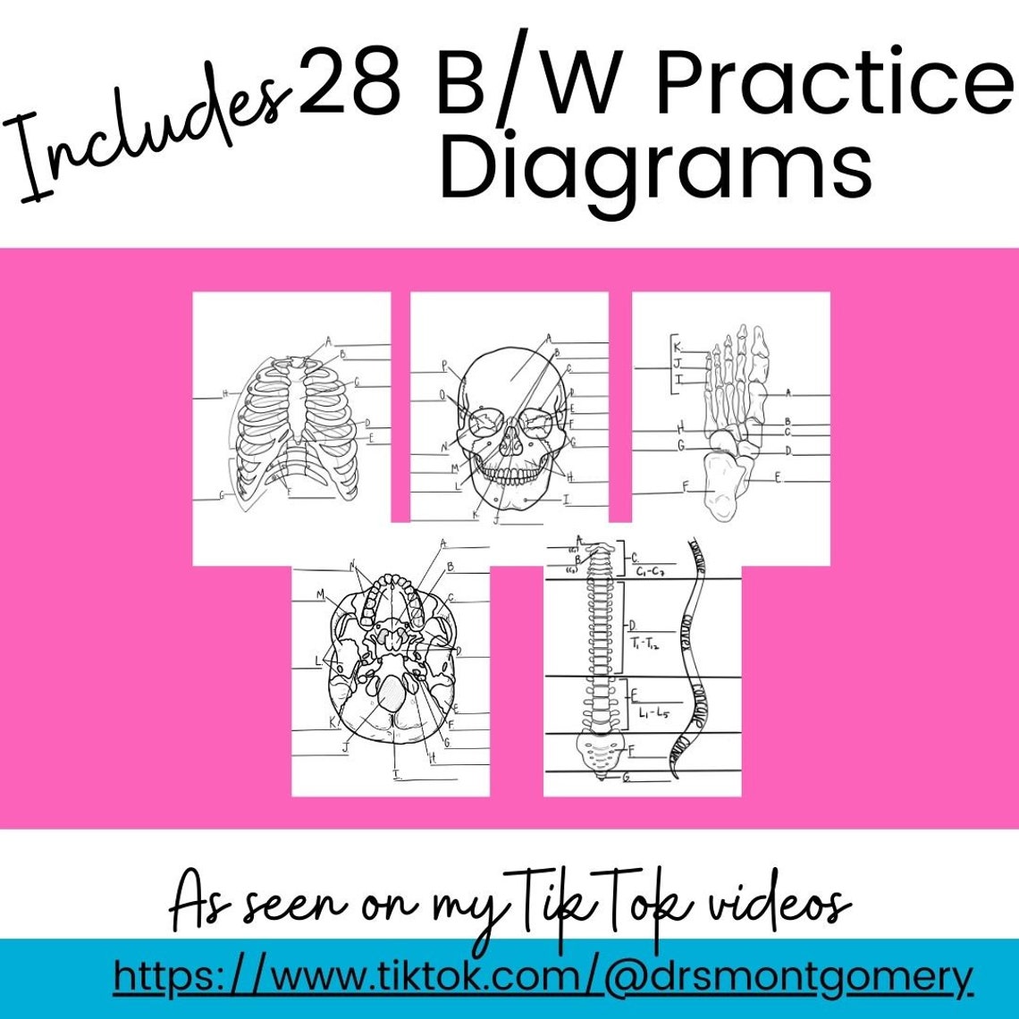 BUNDLE Skull and Skeletal System Anatomy PDF Printable Worksheet, Intro ...