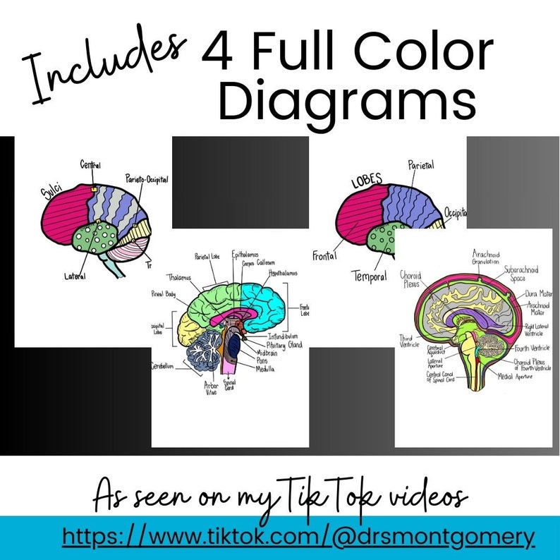 Brain Anatomy PDF Printable Worksheet, Intro to Anatomy Printable PDF ...