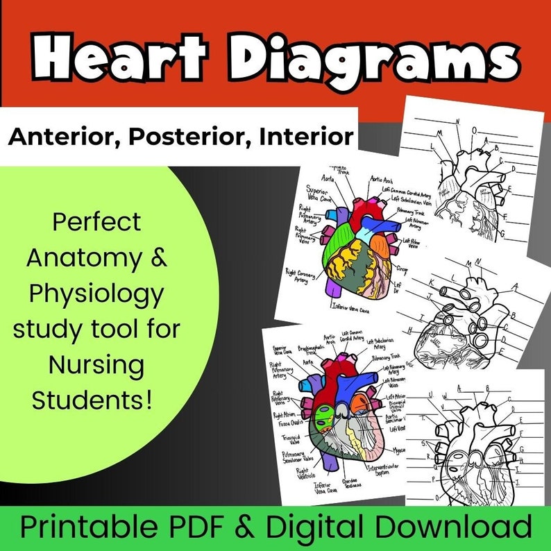Heart Anatomy PDF Printable Worksheet, Intro to Anatomy Printable PDF ...