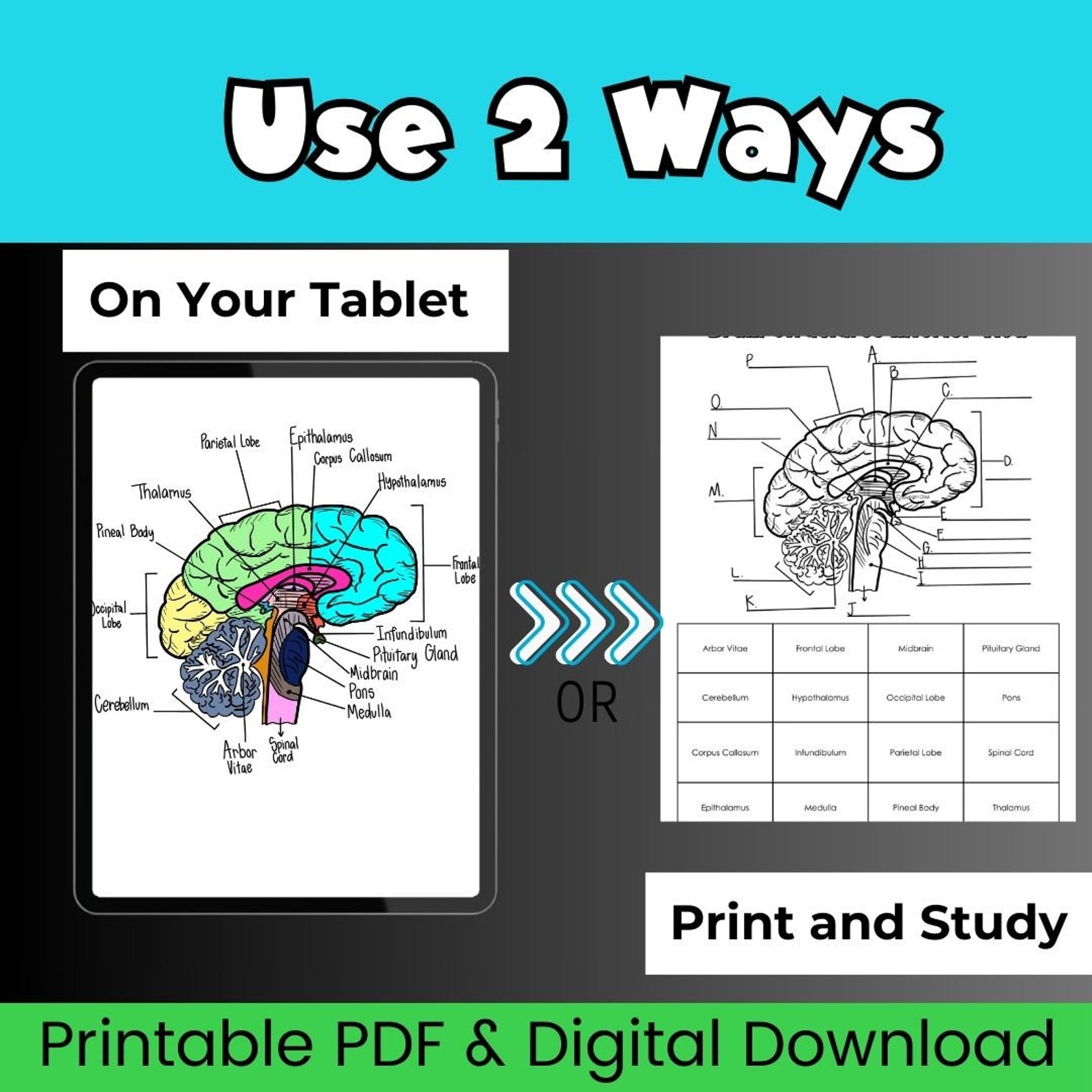 Brain Anatomy PDF Printable Worksheet, Intro to Anatomy Printable PDF ...