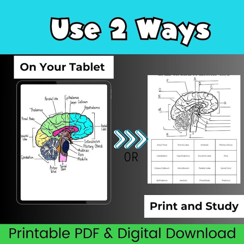 Brain Anatomy PDF Printable Worksheet, Intro to Anatomy Printable PDF ...