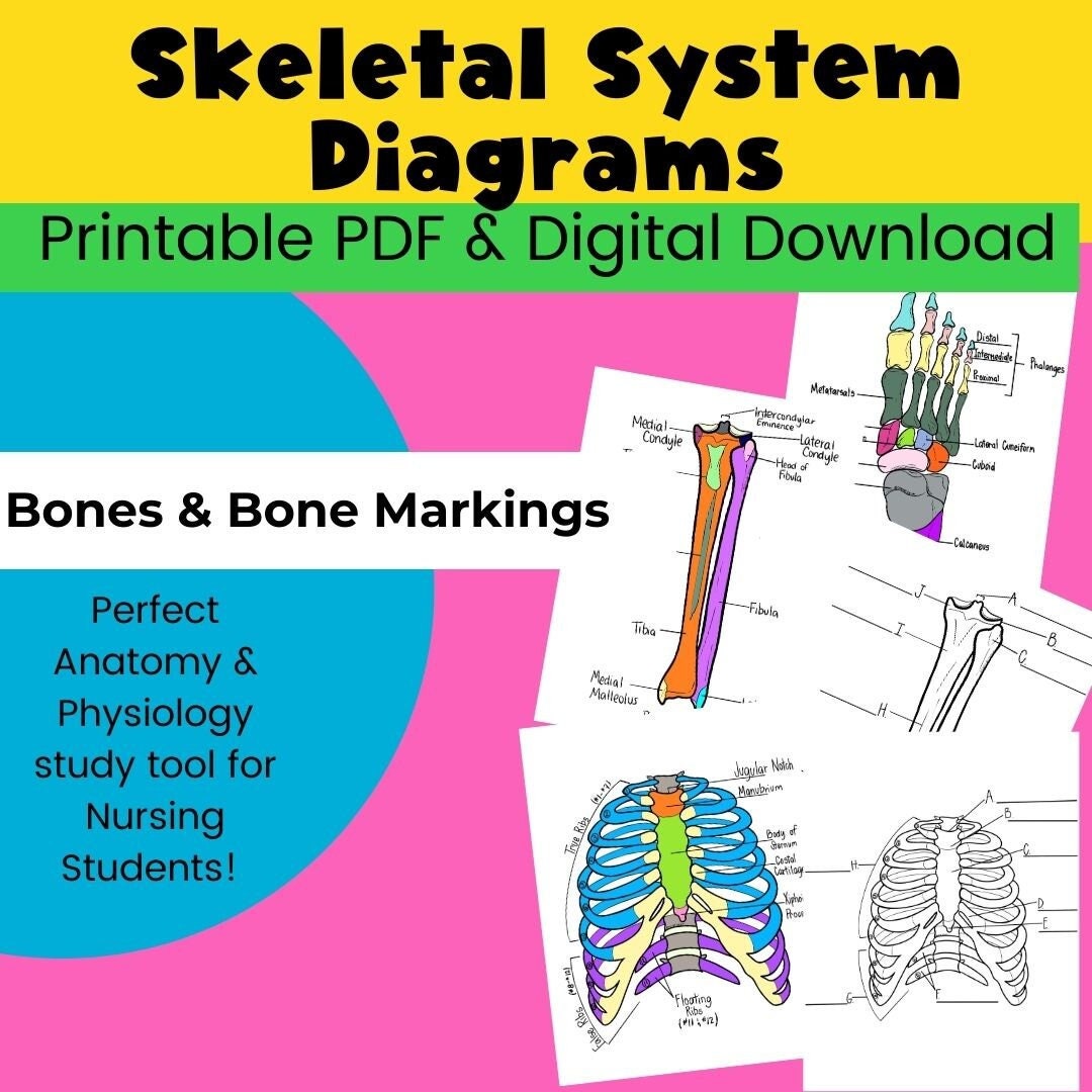 Skeletal System Anatomy PDF Printable Worksheet, Intro to Anatomy ...