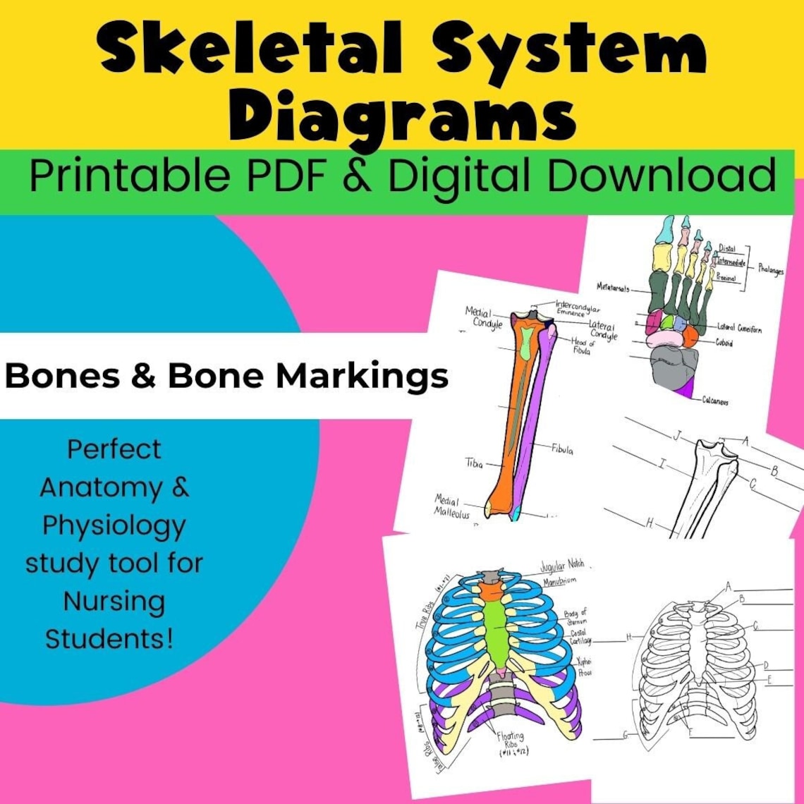 BUNDLE Skull and Skeletal System Anatomy PDF Printable Worksheet, Intro ...
