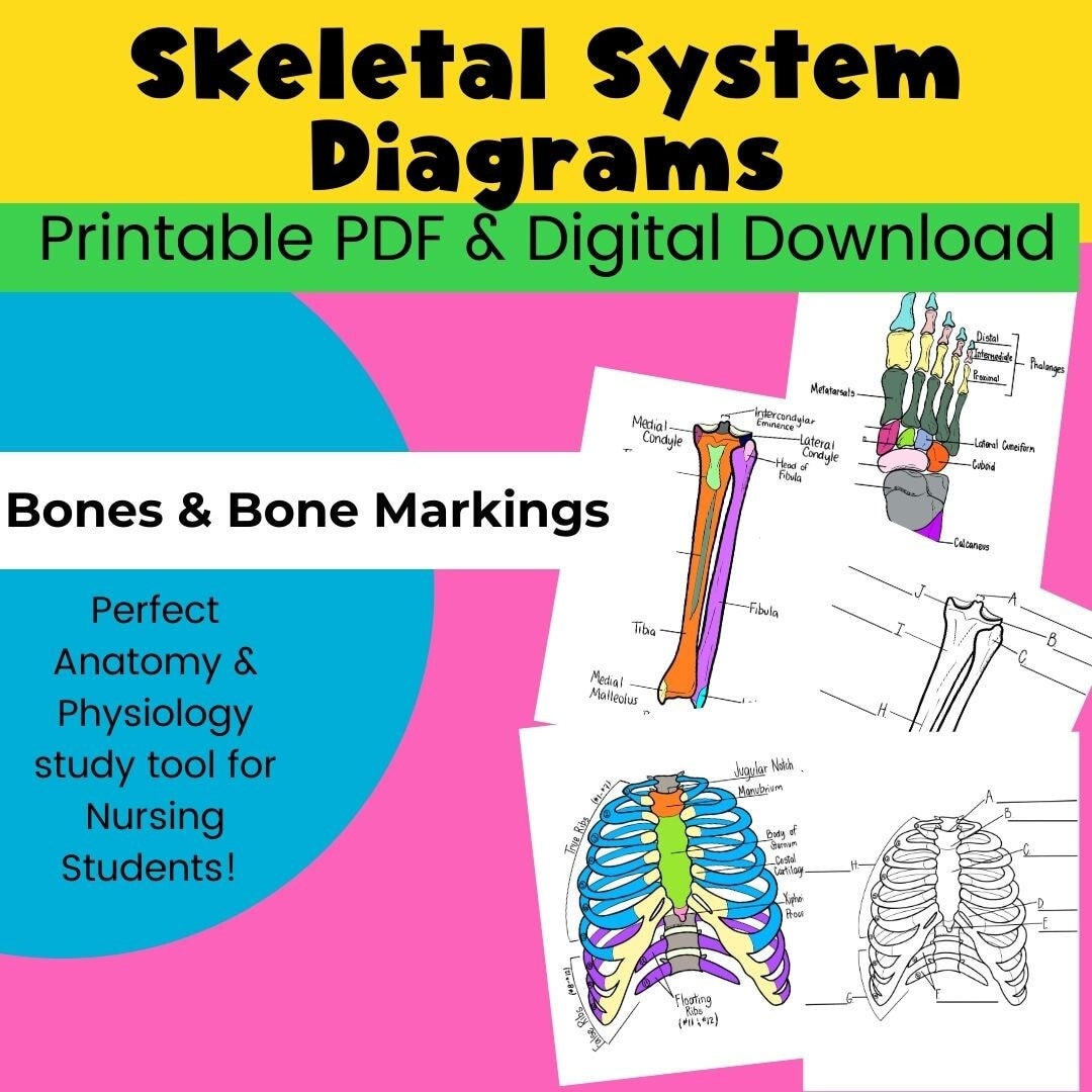 BUNDLE Skull and Skeletal System Anatomy PDF Printable Worksheet, Intro ...