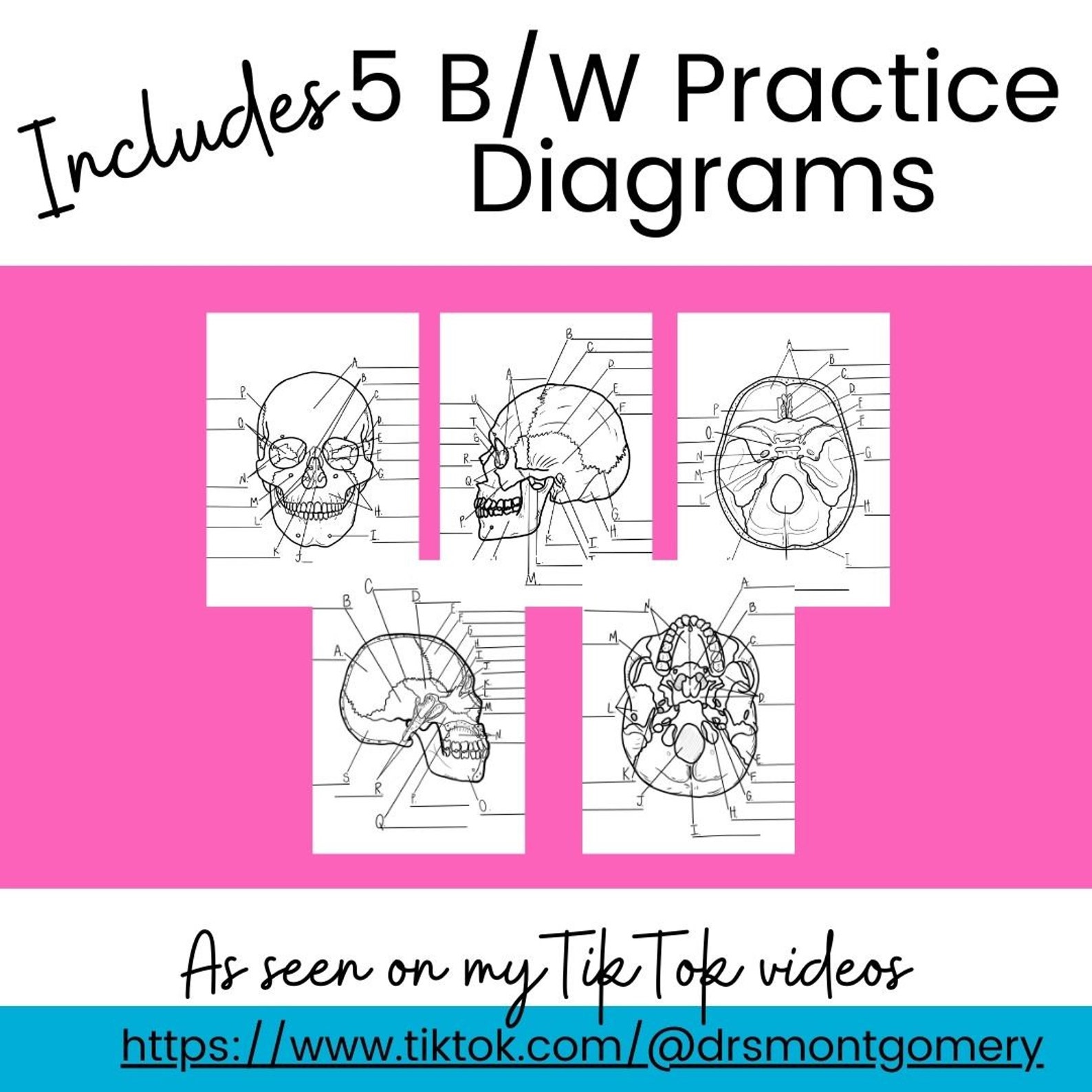 Skull Anatomy PDF Printable Worksheet, Intro to Anatomy Printable PDF ...