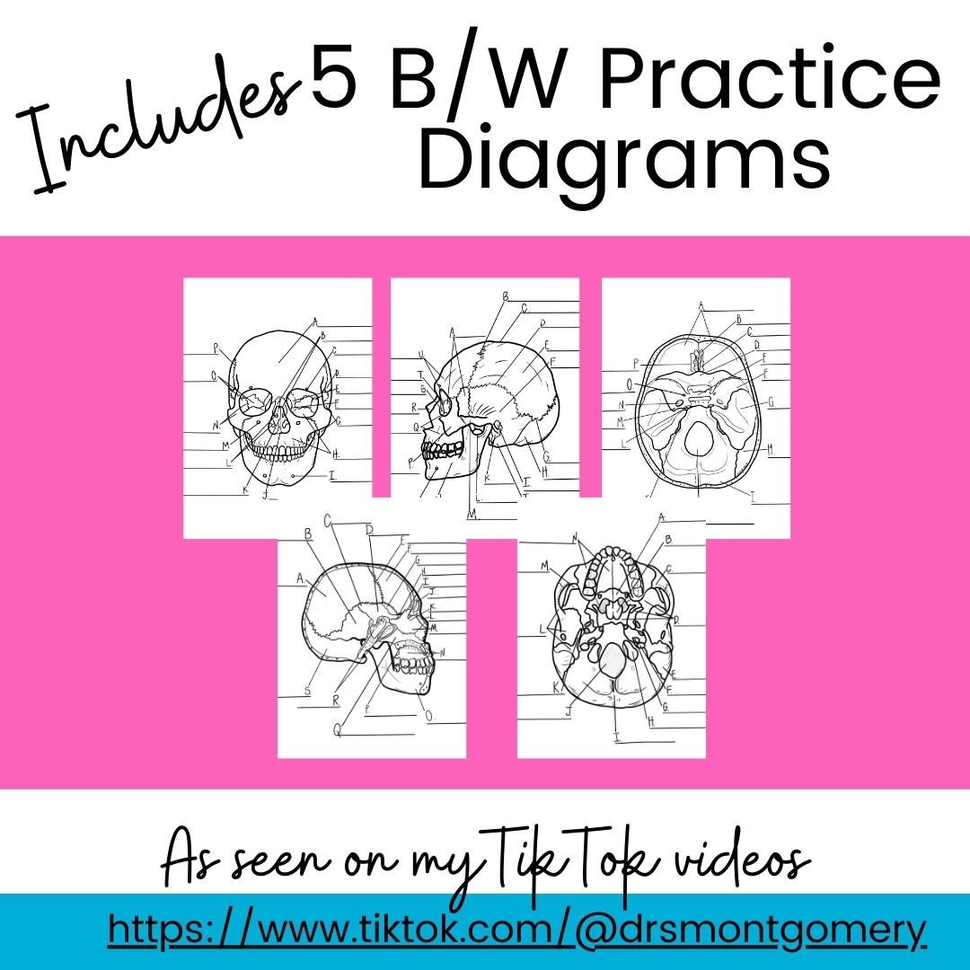 Skull Anatomy PDF Printable Worksheet, Intro to Anatomy Printable PDF ...