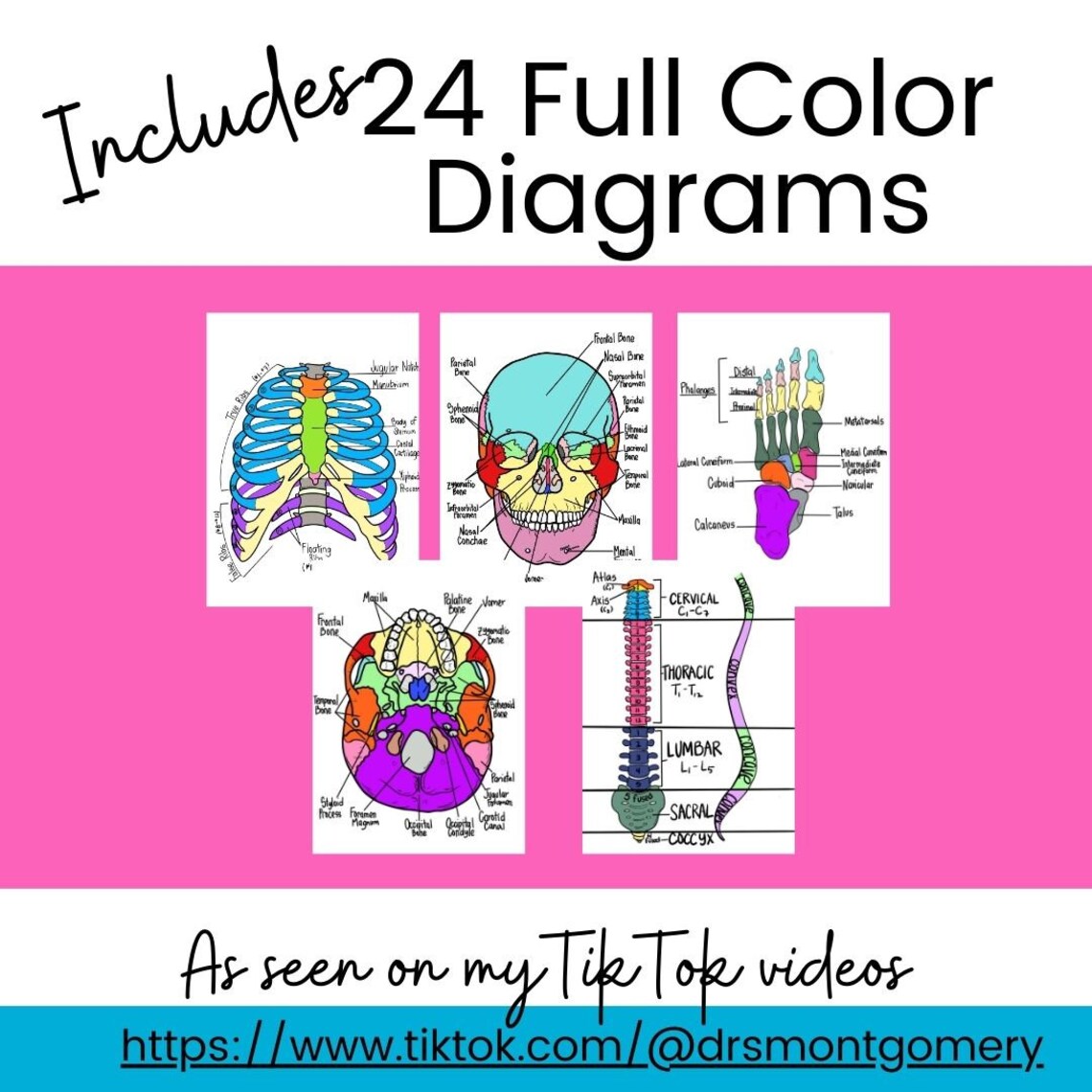BUNDLE Skull and Skeletal System Anatomy PDF Printable Worksheet, Intro ...