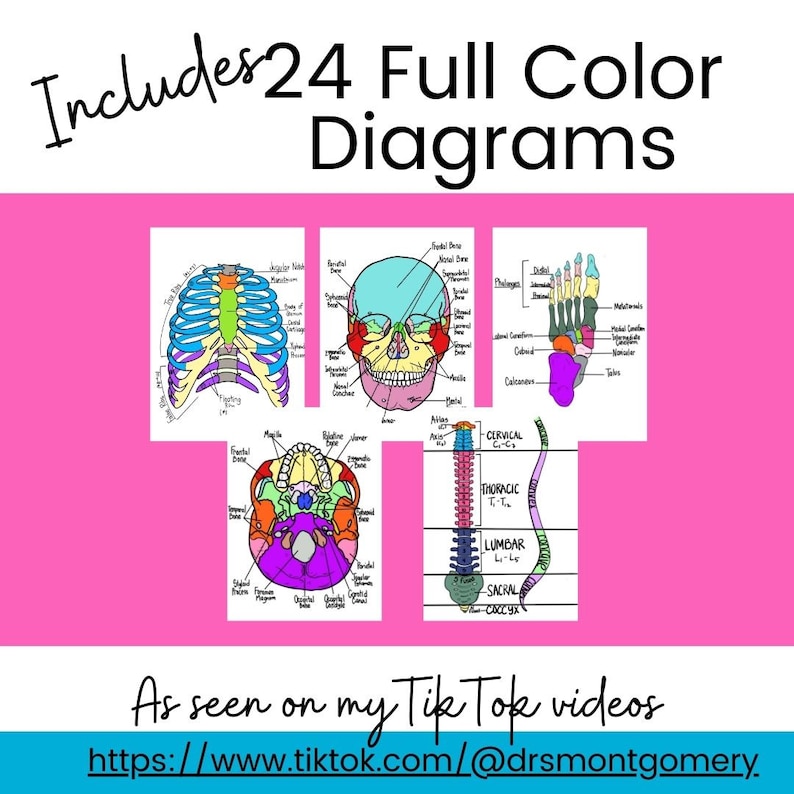 BUNDLE Skull and Skeletal System Anatomy PDF Printable Worksheet, Intro ...