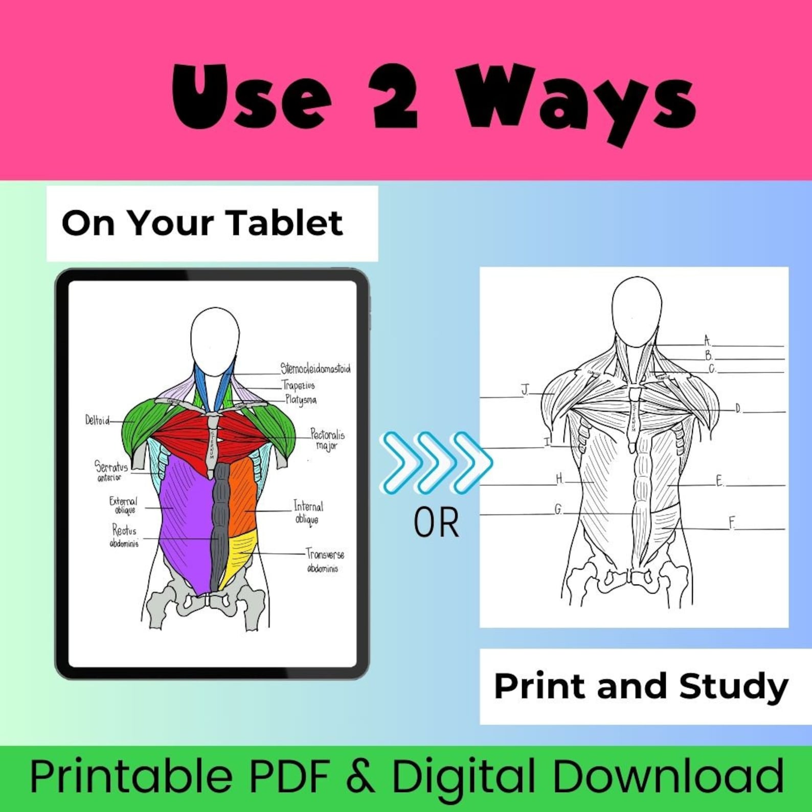 Muscle Anatomy PDF Printable Worksheet, Intro to Anatomy Printable PDF ...