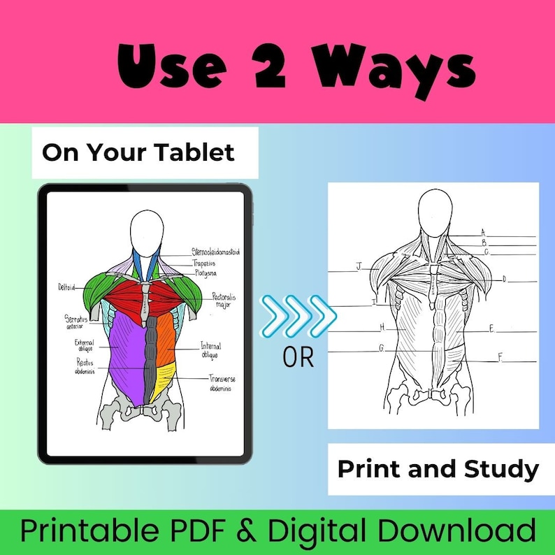 Muscle Anatomy PDF Printable Worksheet, Intro to Anatomy Printable PDF ...