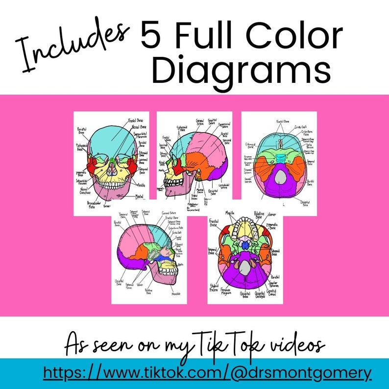 Skull Anatomy PDF Printable Worksheet, Intro to Anatomy Printable PDF ...