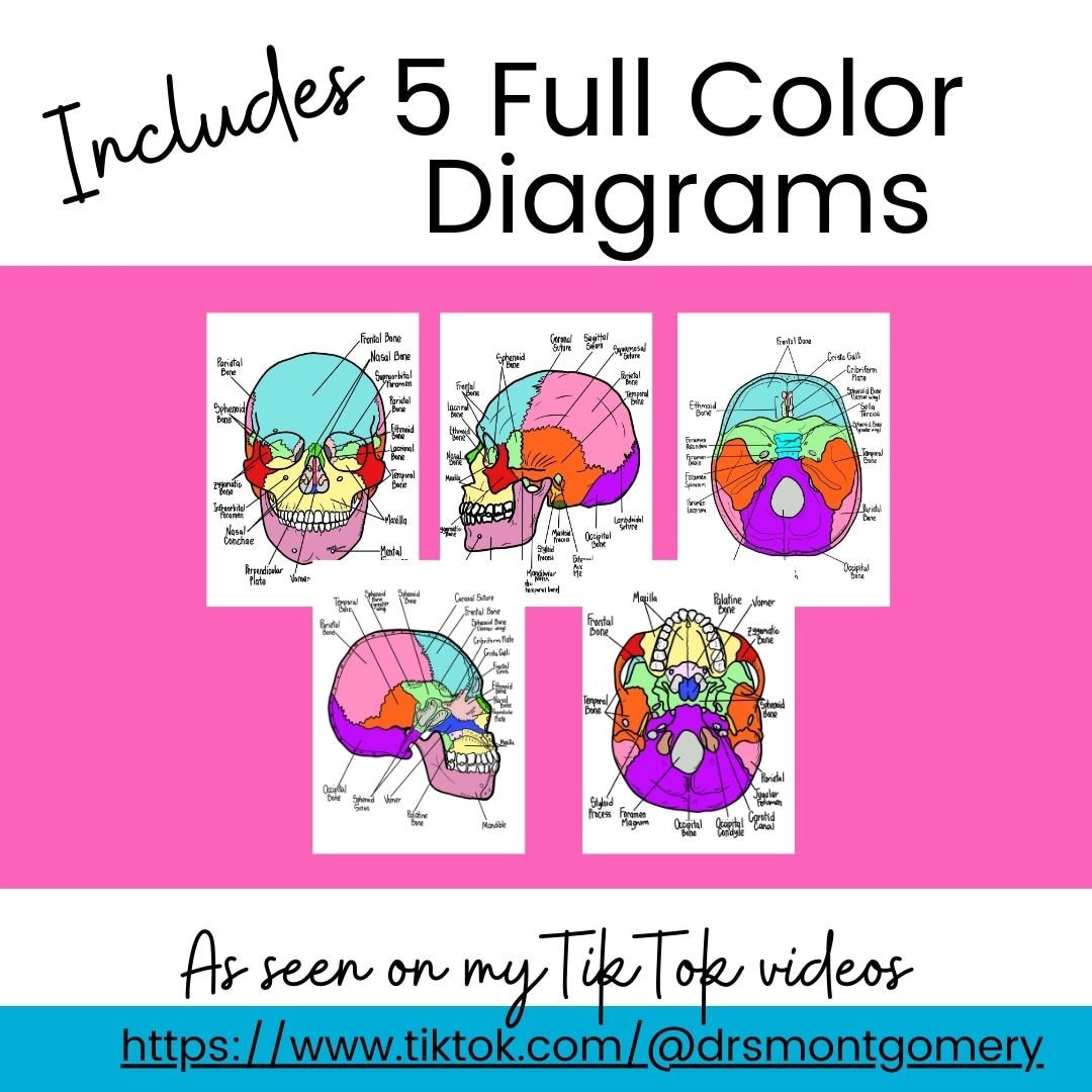 Skull Anatomy PDF Printable Worksheet, Intro to Anatomy Printable PDF ...