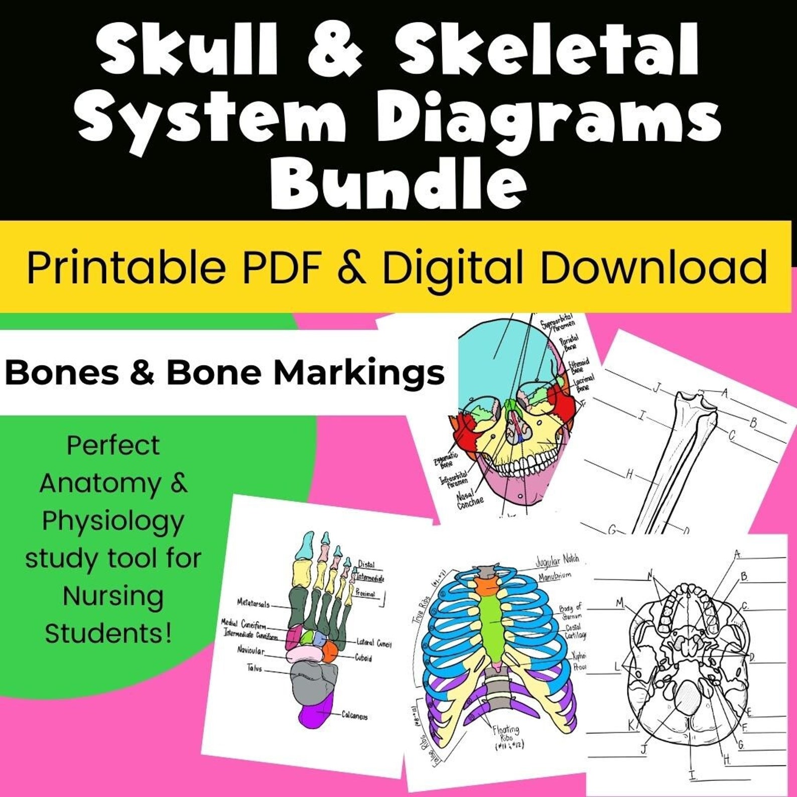 BUNDLE Skull and Skeletal System Anatomy PDF Printable Worksheet, Intro ...