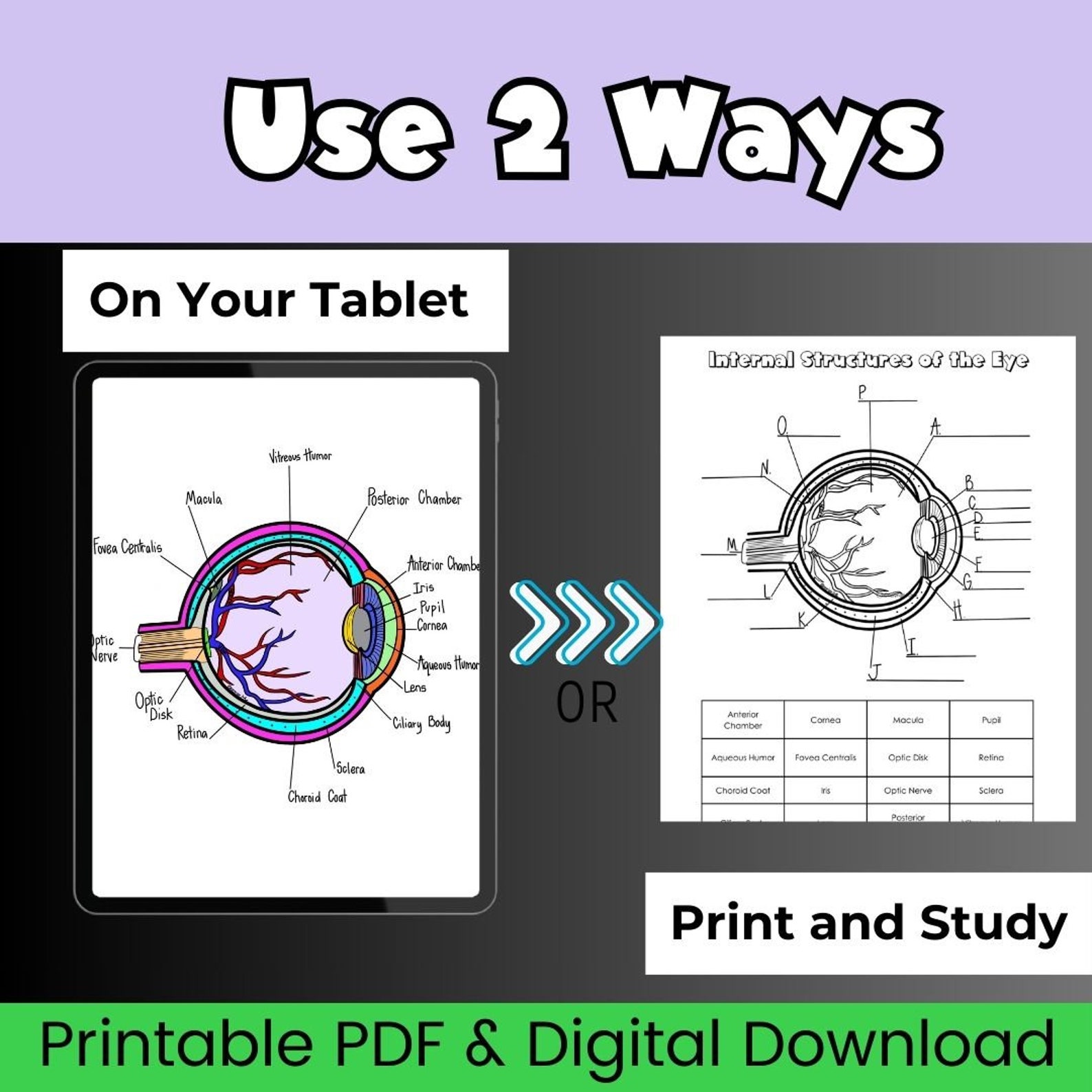 The Senses- Eye, Ear, Smell, & Taste Anatomy PDF Printable Worksheet ...