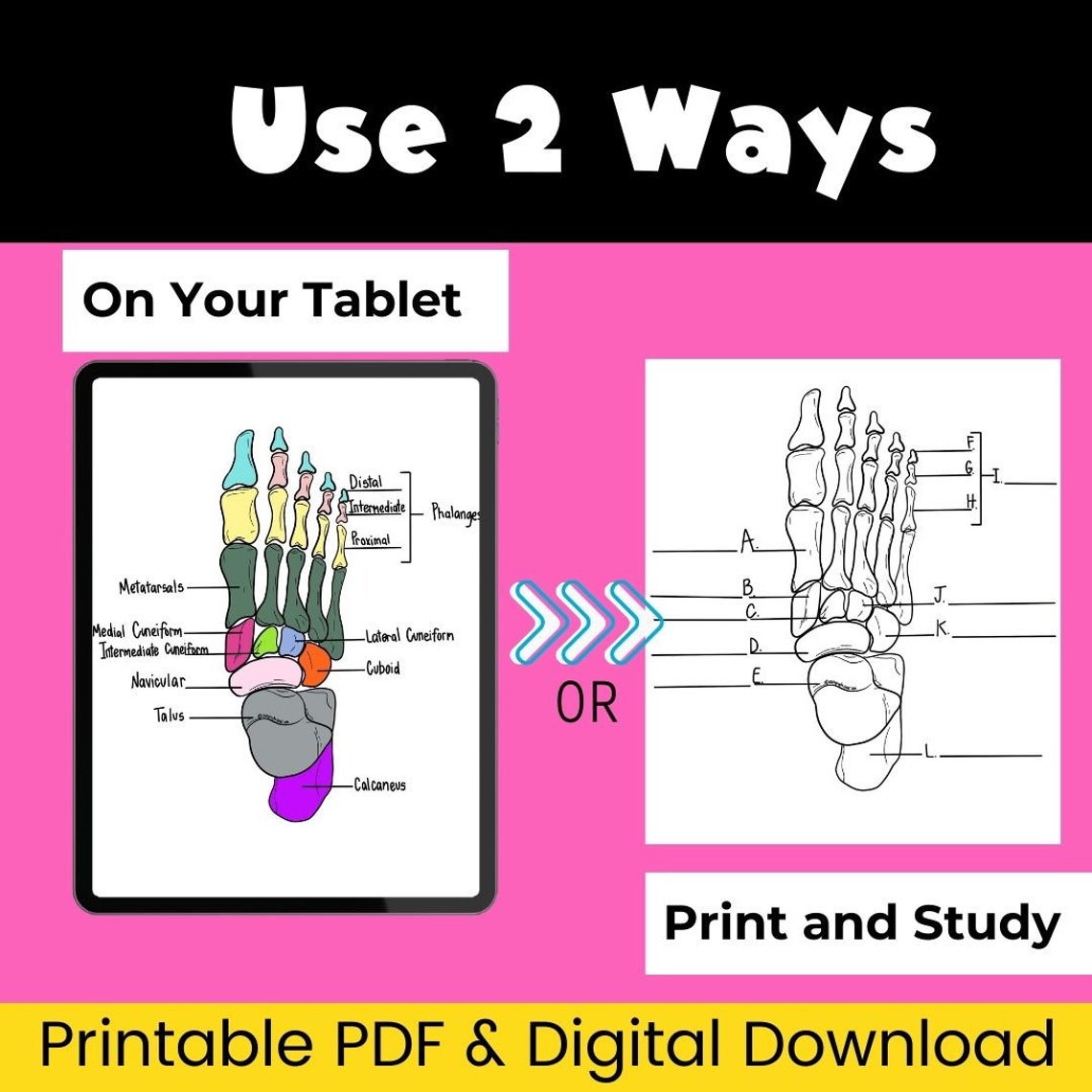 BUNDLE Skull and Skeletal System Anatomy PDF Printable Worksheet, Intro ...