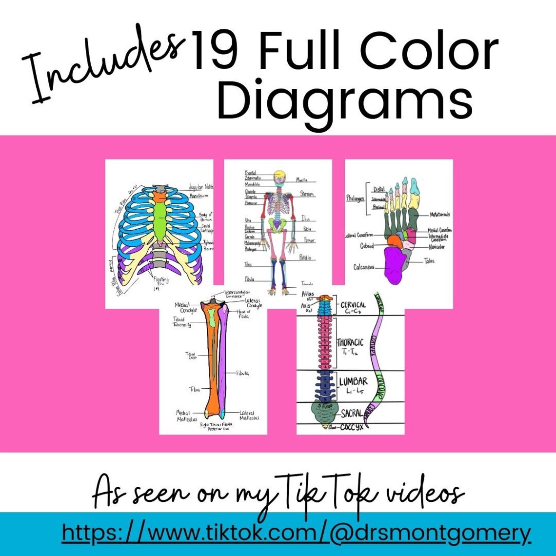 Skeletal System Anatomy PDF Printable Worksheet, Intro to Anatomy ...