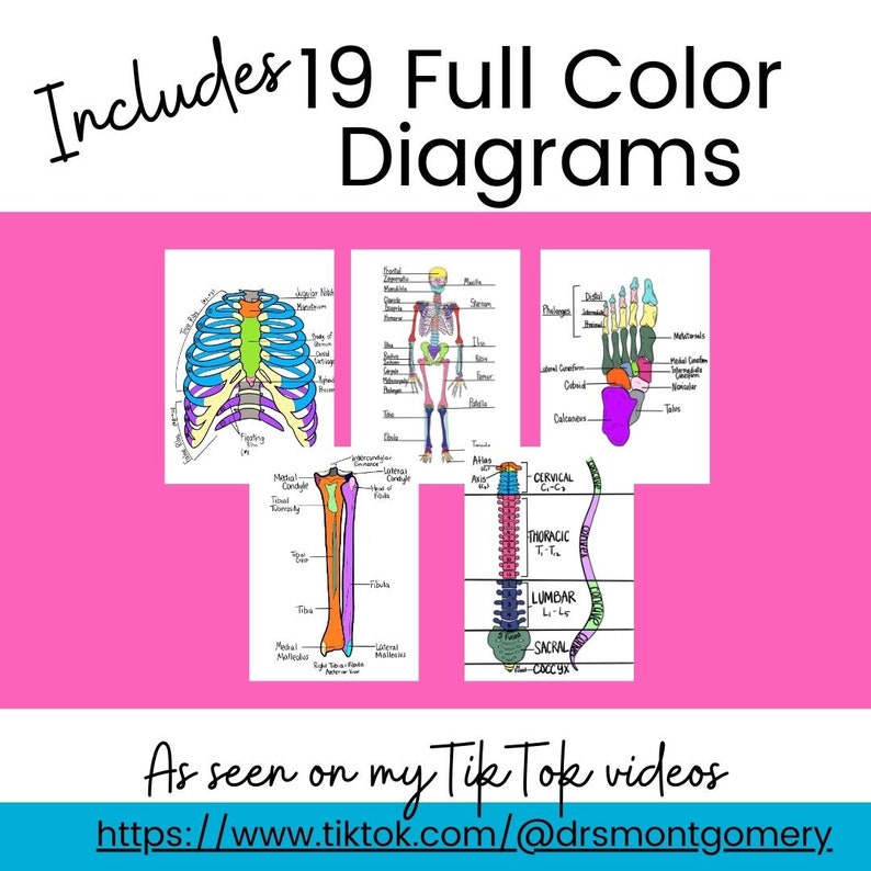 Skeletal System Anatomy PDF Printable Worksheet, Intro to Anatomy ...