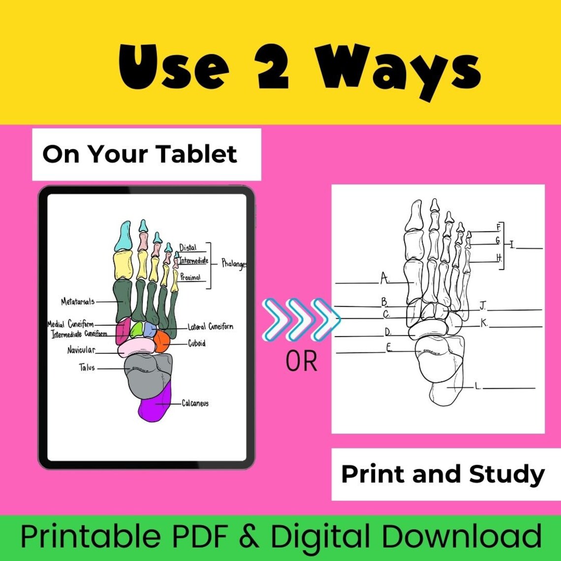Skeletal System Anatomy PDF Printable Worksheet, Intro to Anatomy ...
