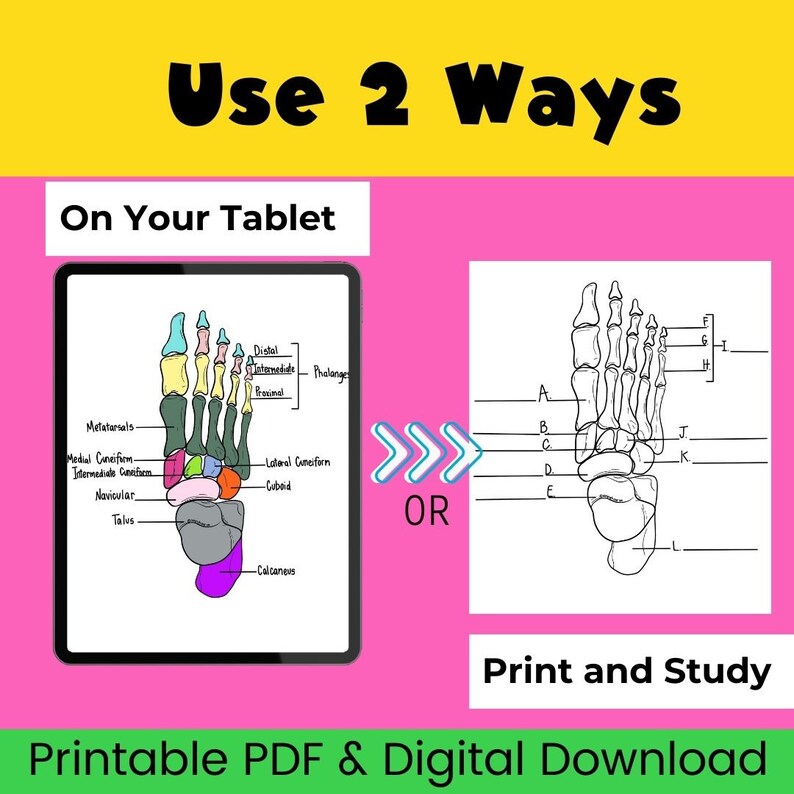Skeletal System Anatomy PDF Printable Worksheet, Intro to Anatomy ...