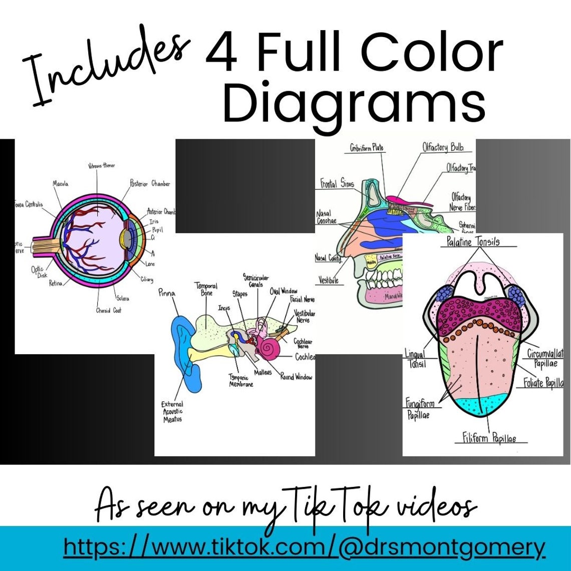 The Senses- Eye, Ear, Smell, & Taste Anatomy PDF Printable Worksheet ...