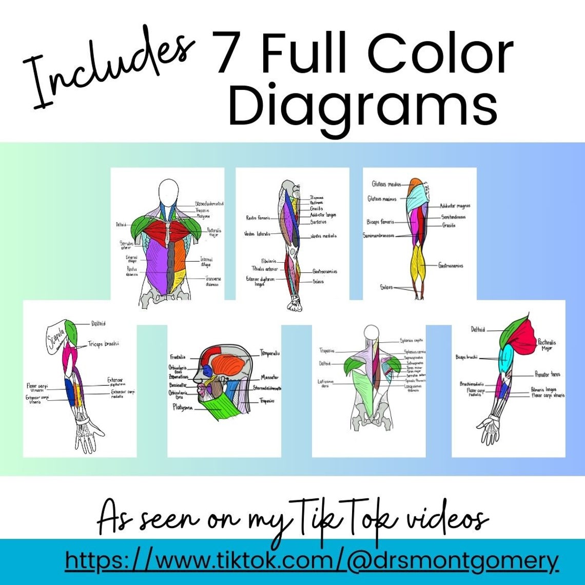 Muscle Anatomy PDF Printable Worksheet, Intro to Anatomy Printable PDF ...