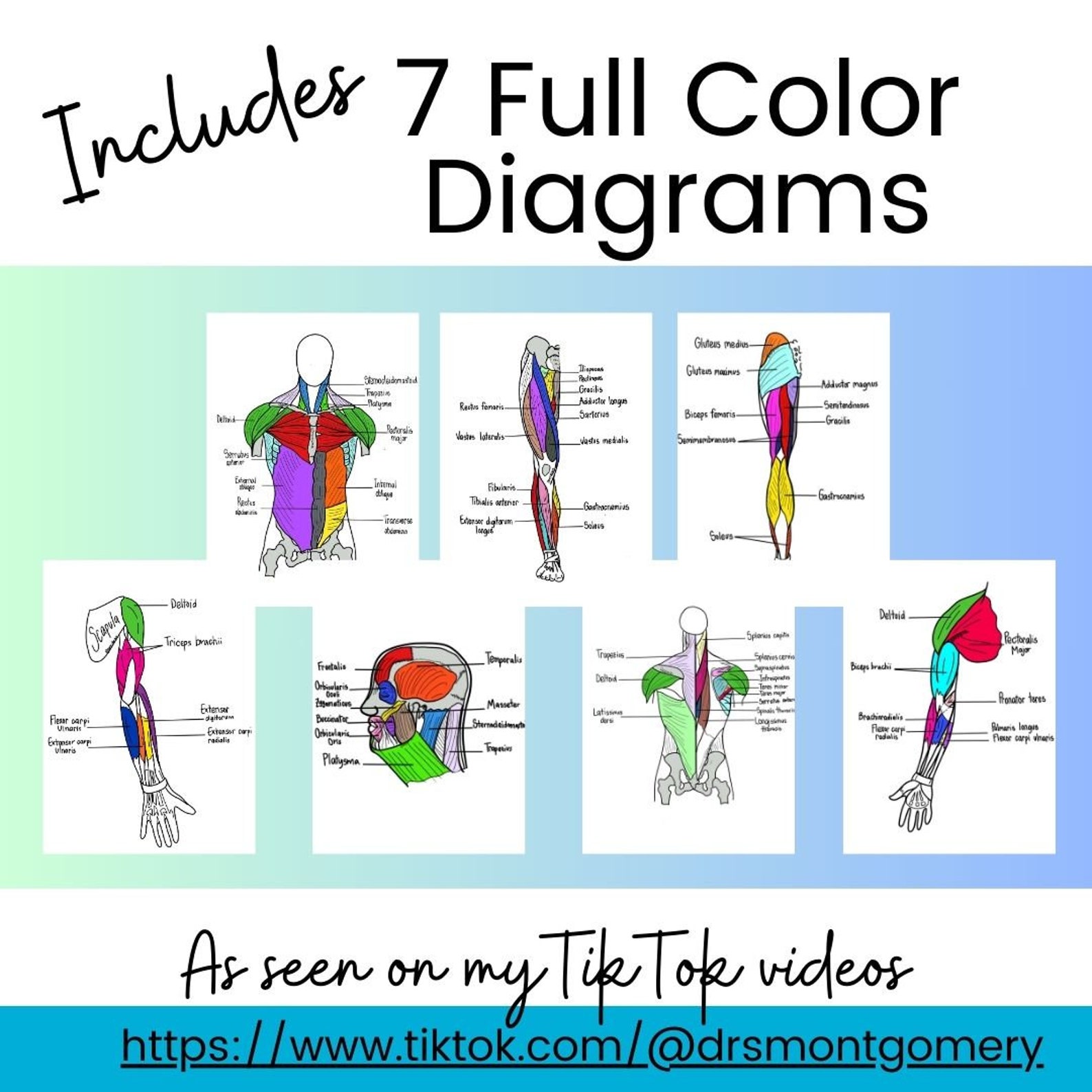 Muscle Anatomy PDF Printable Worksheet, Intro to Anatomy Printable PDF ...