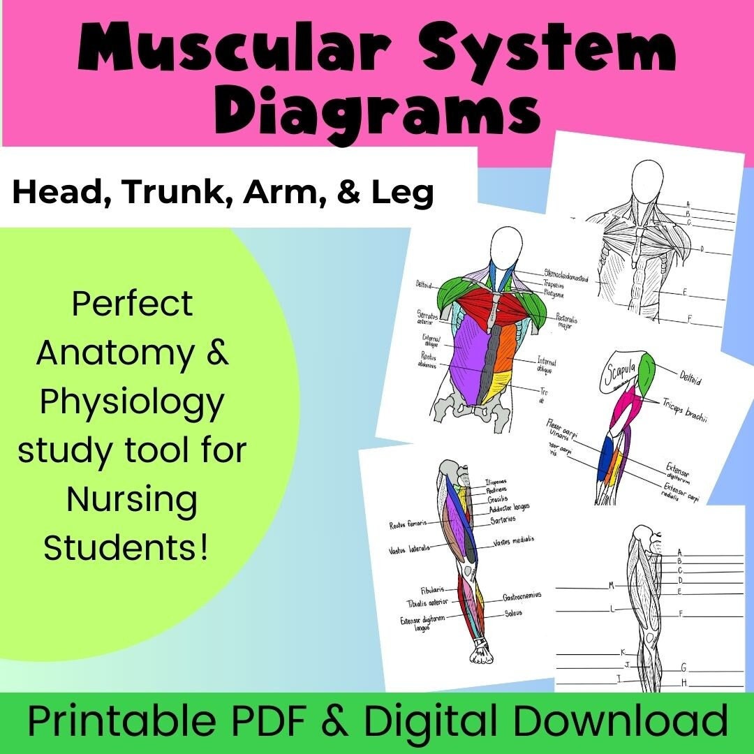Muscle Anatomy PDF Printable Worksheet, Intro to Anatomy Printable PDF ...