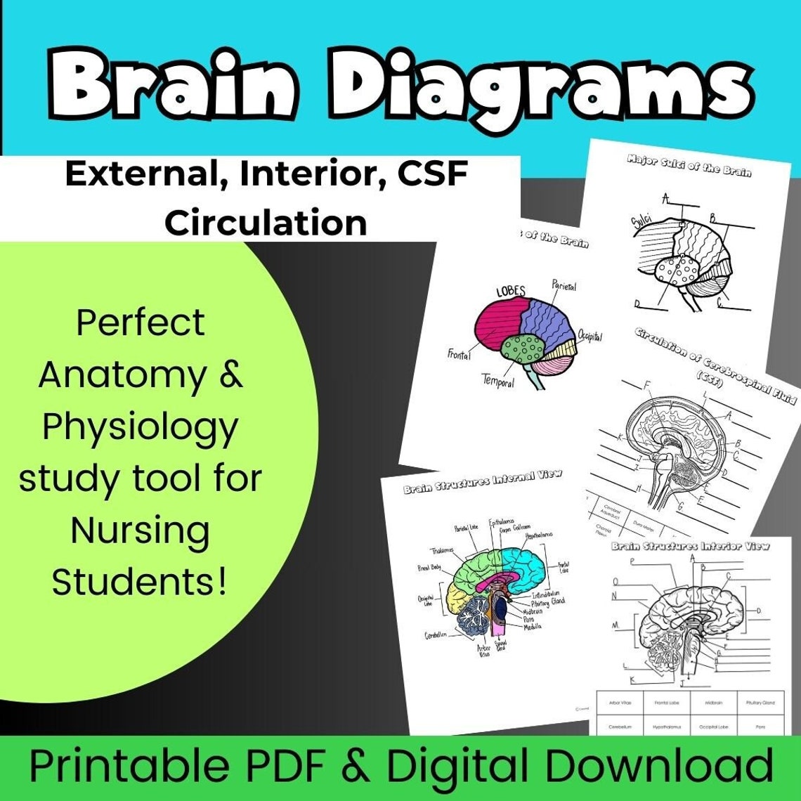 Brain Anatomy PDF Printable Worksheet, Intro to Anatomy Printable PDF ...