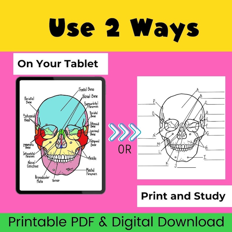 Skull Anatomy PDF Printable Worksheet, Intro to Anatomy Printable PDF ...