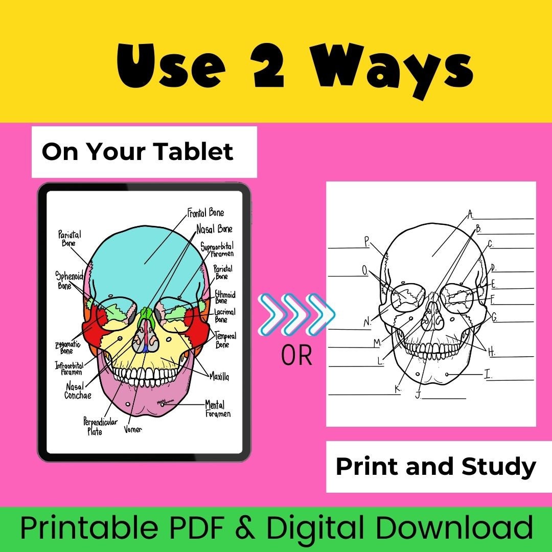 Skull Anatomy PDF Printable Worksheet, Intro to Anatomy Printable PDF ...