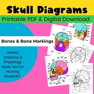 BUNDLE Skull and Skeletal System Anatomy PDF Printable Worksheet, Intro ...
