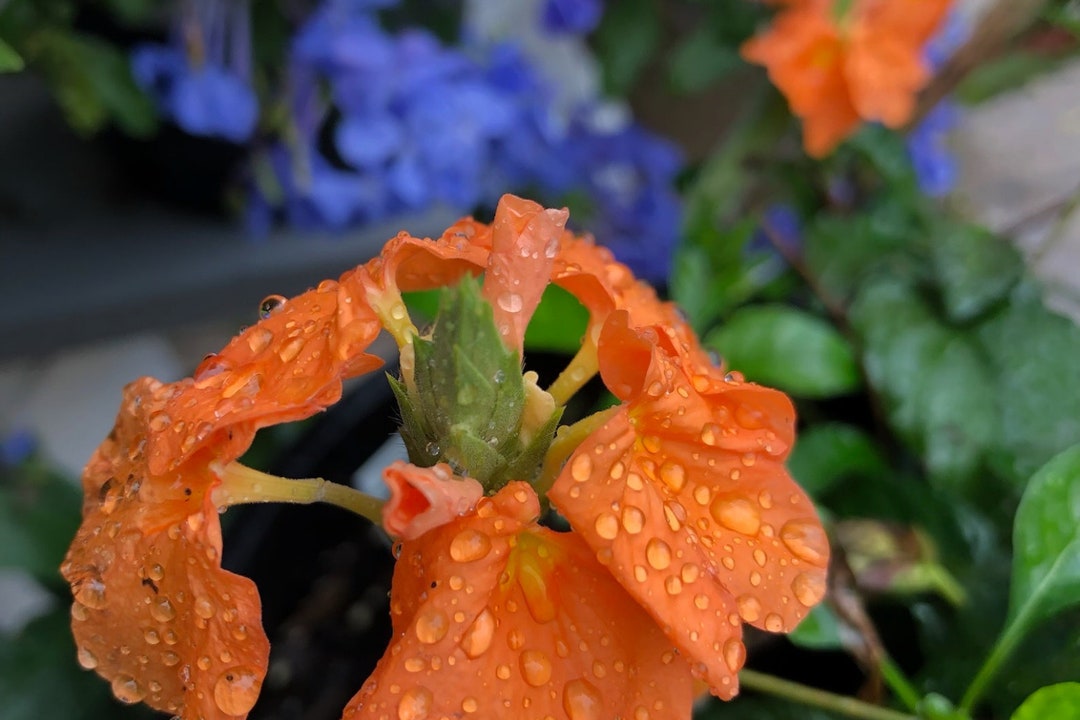 Orange Crossandra Flower Photo Digital Download | Flower Wall Art ...
