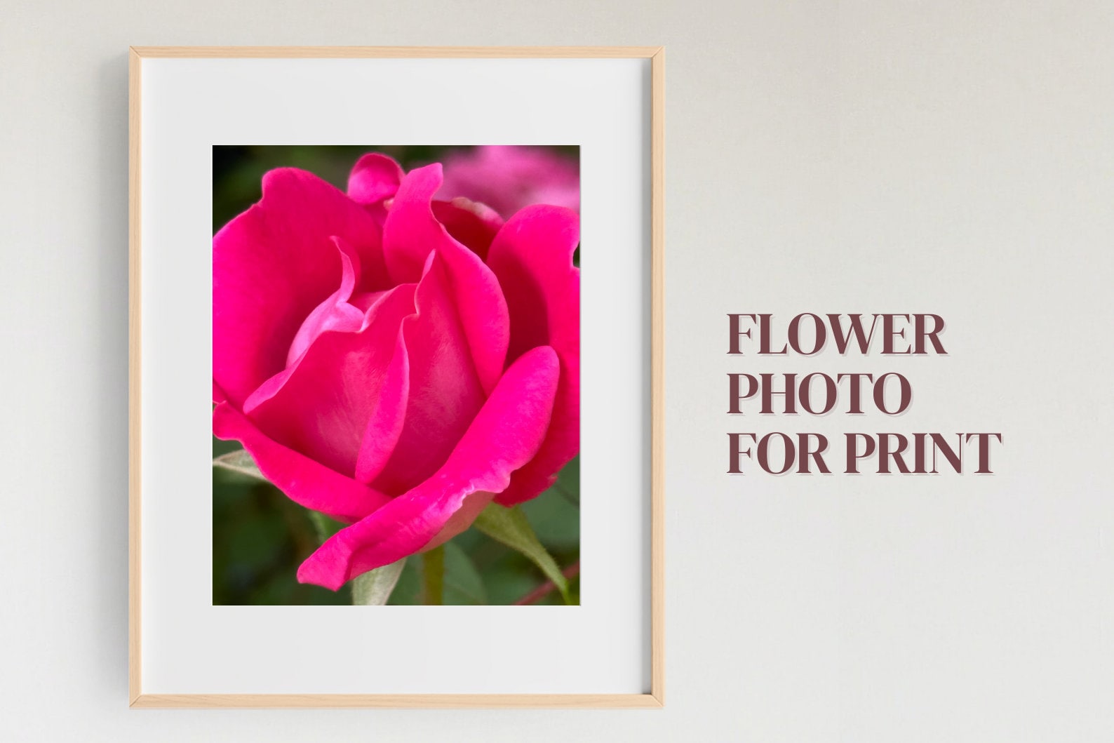 Pink Rose Flower Photo, Rose Floral Photo/image, Rose Flower Print ...